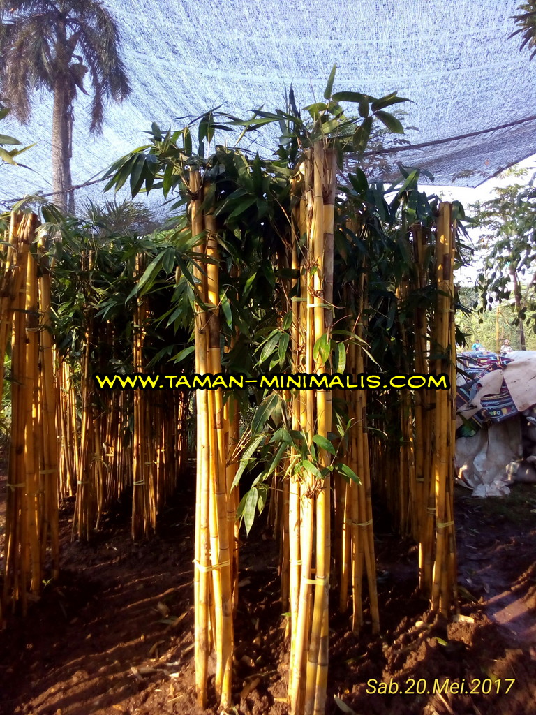 Jual pohon bambu kuning | harga pohon bambu | aneka tanaman bambu ...