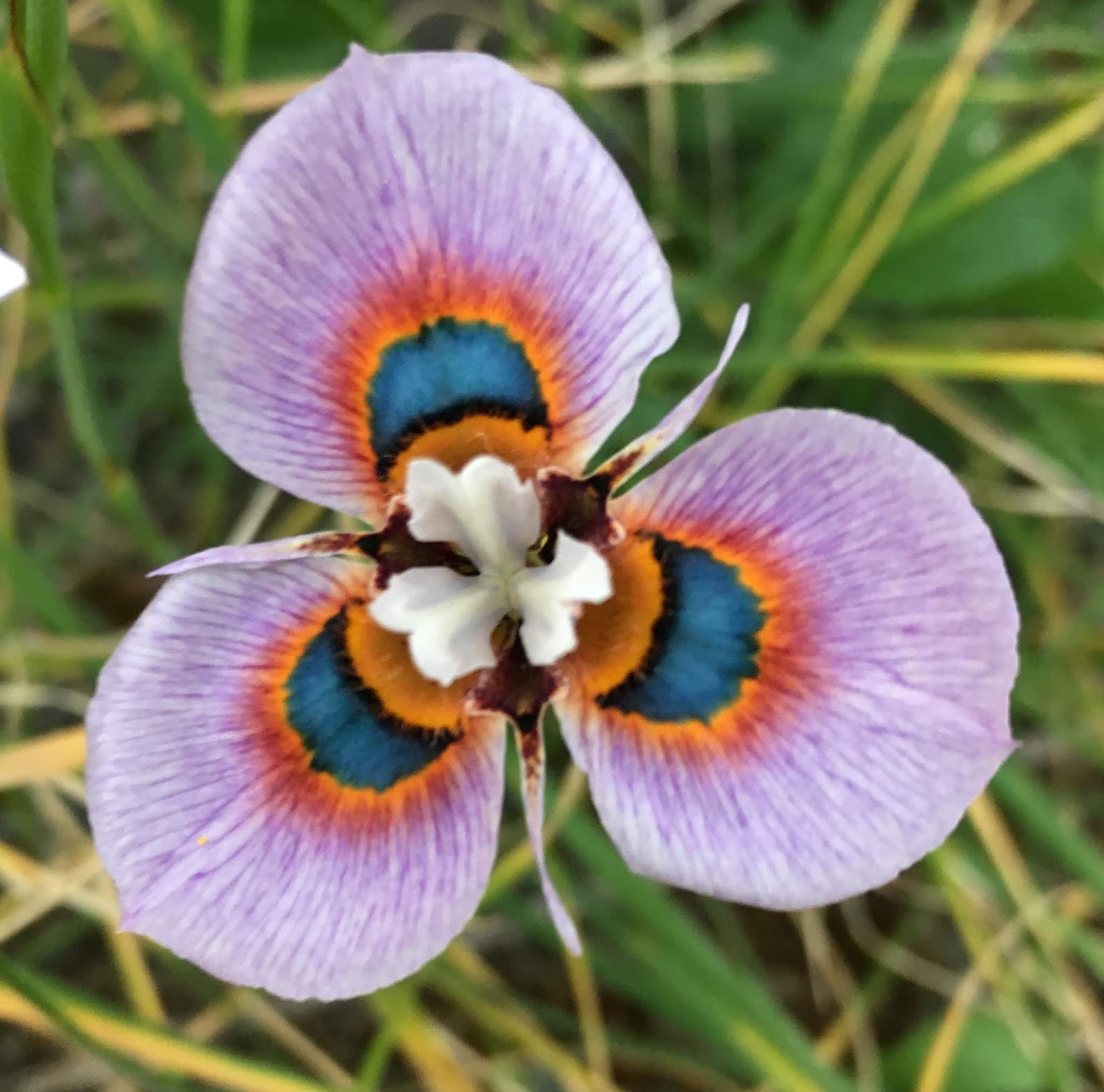 Growing Cool Plants: New Moraea Hybrids, 2020