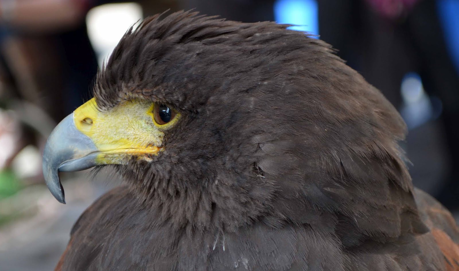 Tour Scotland: Tour Scotland Photograph Harris Hawk Perth Perthshire ...