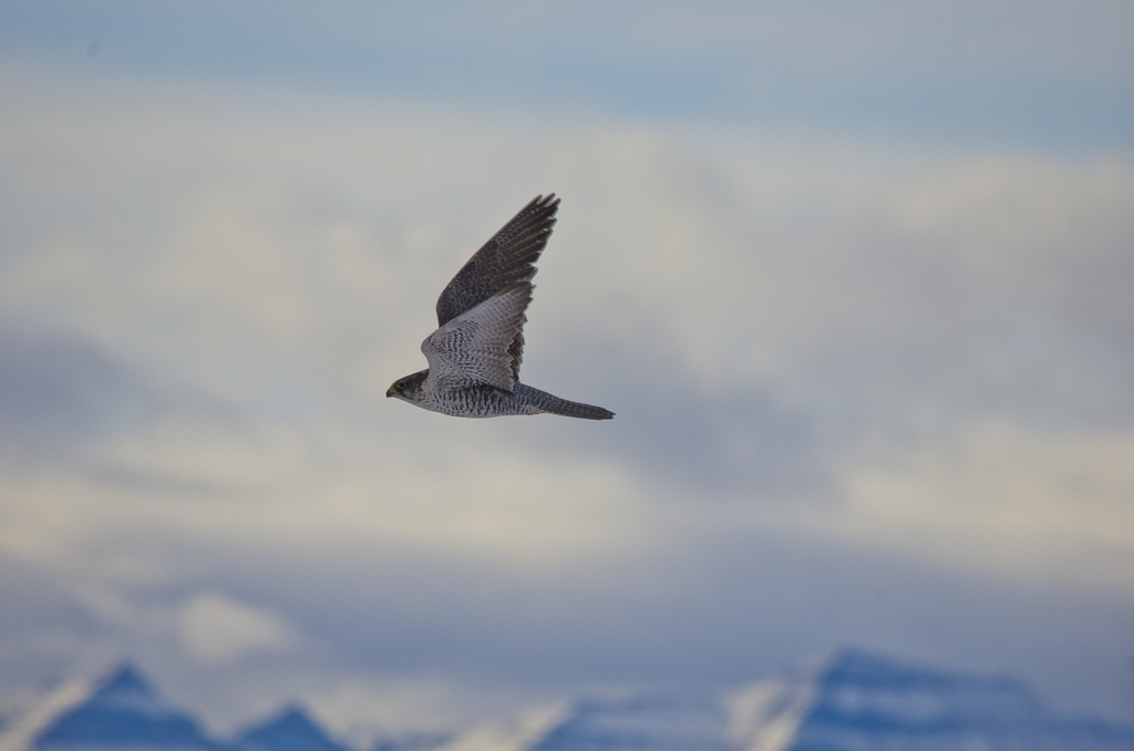 Birding Is Fun!: The Birds of November