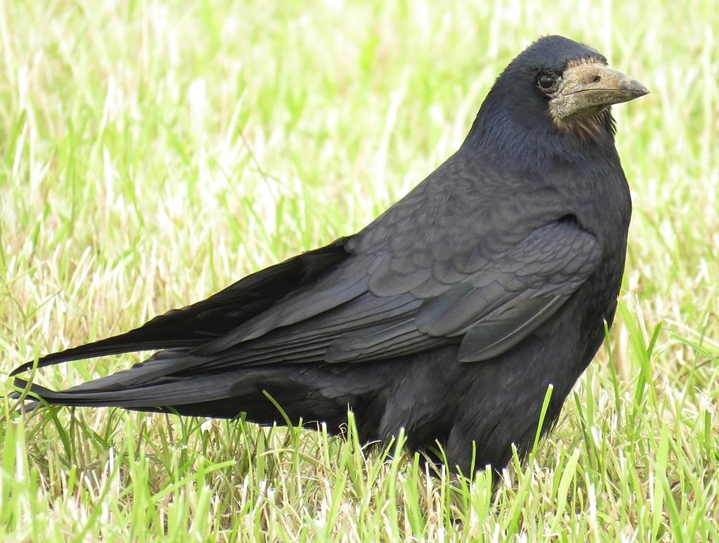 Literate herring, this way.: A brief history of the Rook in Orkney