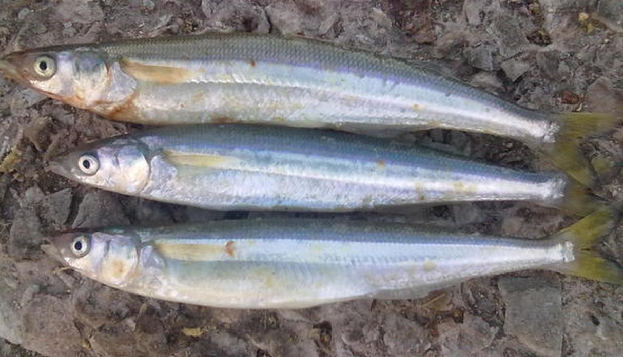 PLAAN : Pejerrey - Odontesthes regia regia