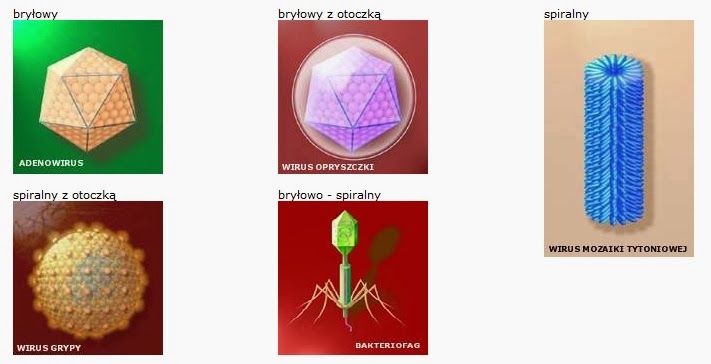 Biologia ogólna: Wirusy