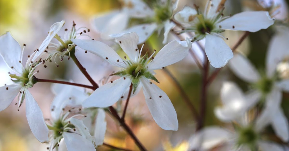 Preston Bissett Nurseries and Country Shop: Amelanchier An Excellent ...