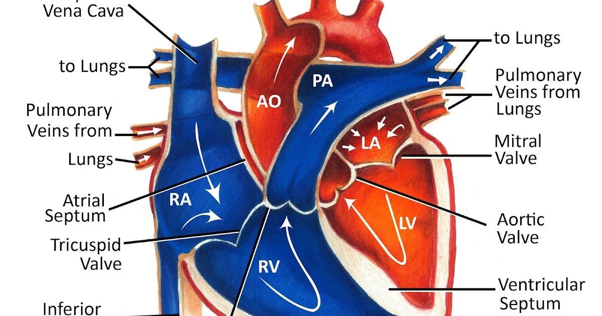 Blood Flow Through The Heart
