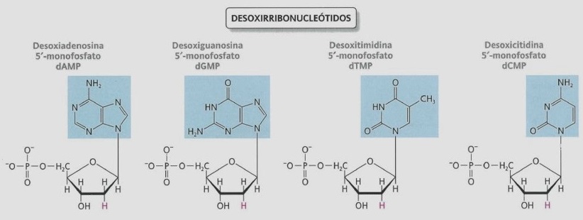 Dibujo y Naturaleza: Artículo nº 5: Genética (I): El ADN