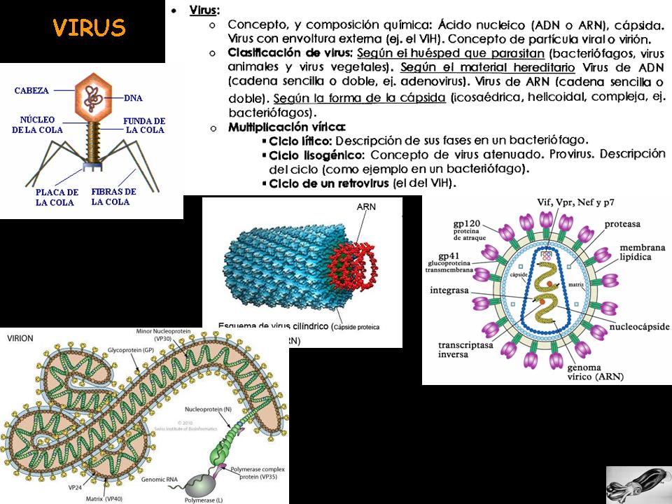 ...y la vida evolucionó: VIRUS-CONTENIDOS-1/8