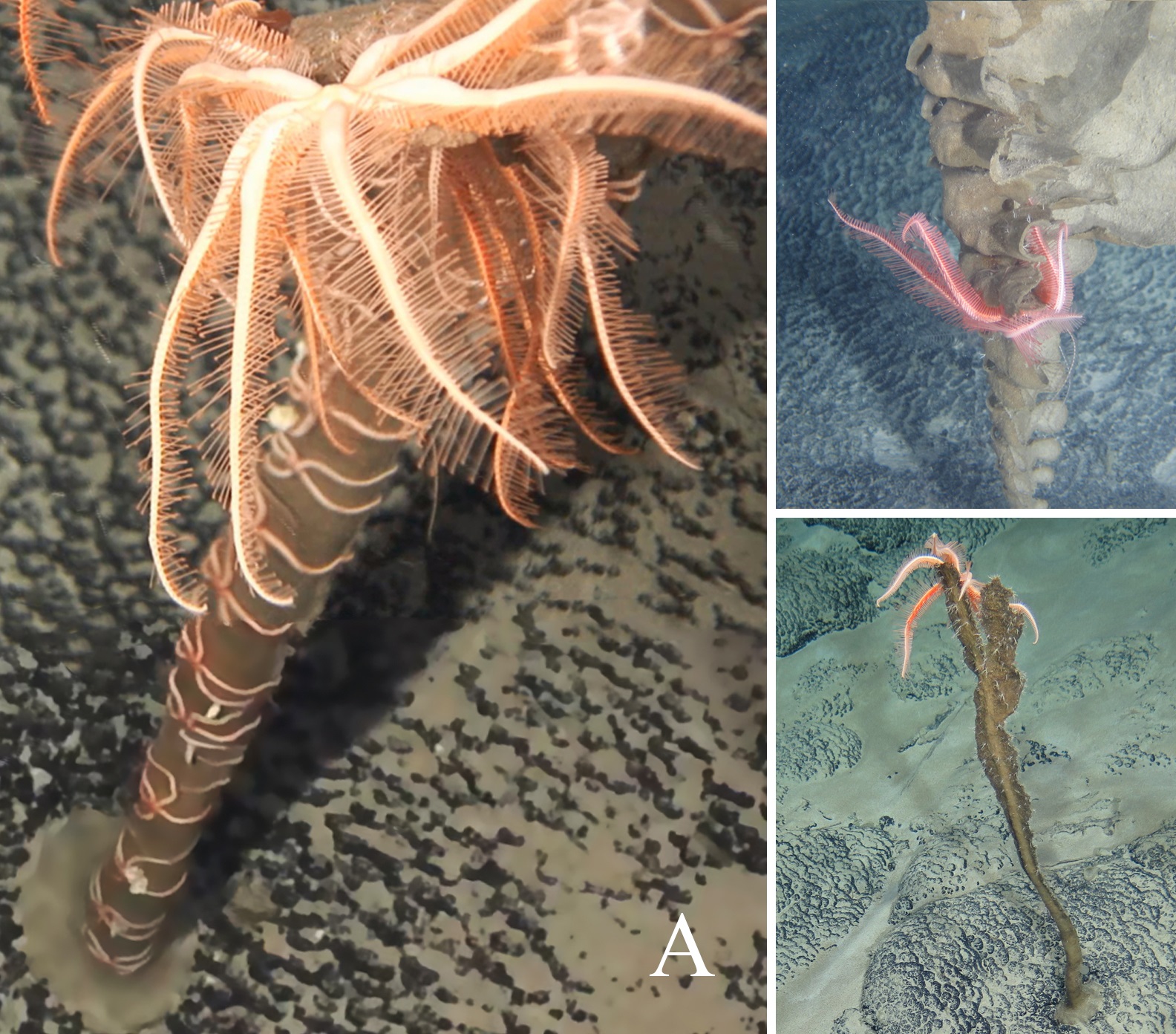 Species New to Science: [Invertebrate • 2020] Astrolirus patricki • A ...