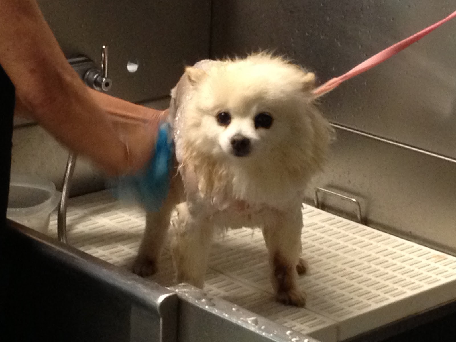 Such Good Dogs: Kool Dog Kuts, LLC