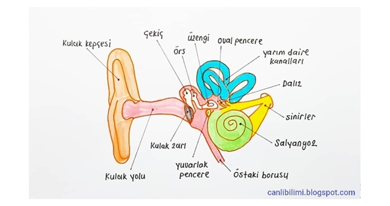Duyu Organlarından Kulak ve İşitme Duyusu - vasfi gelir biyoloji