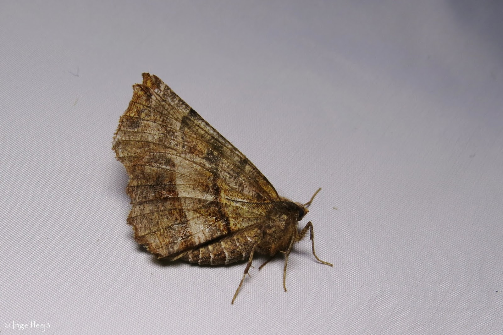 NaturFotoz: LepiLED - Spangereid, Lindesnes 13. mai 2018