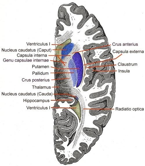 biologia: Cerebelo e Núcleos da Base (gânglios da base)