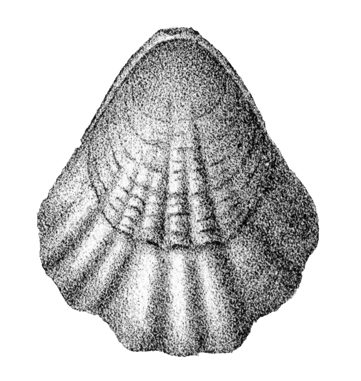 Brachiopod Drawing