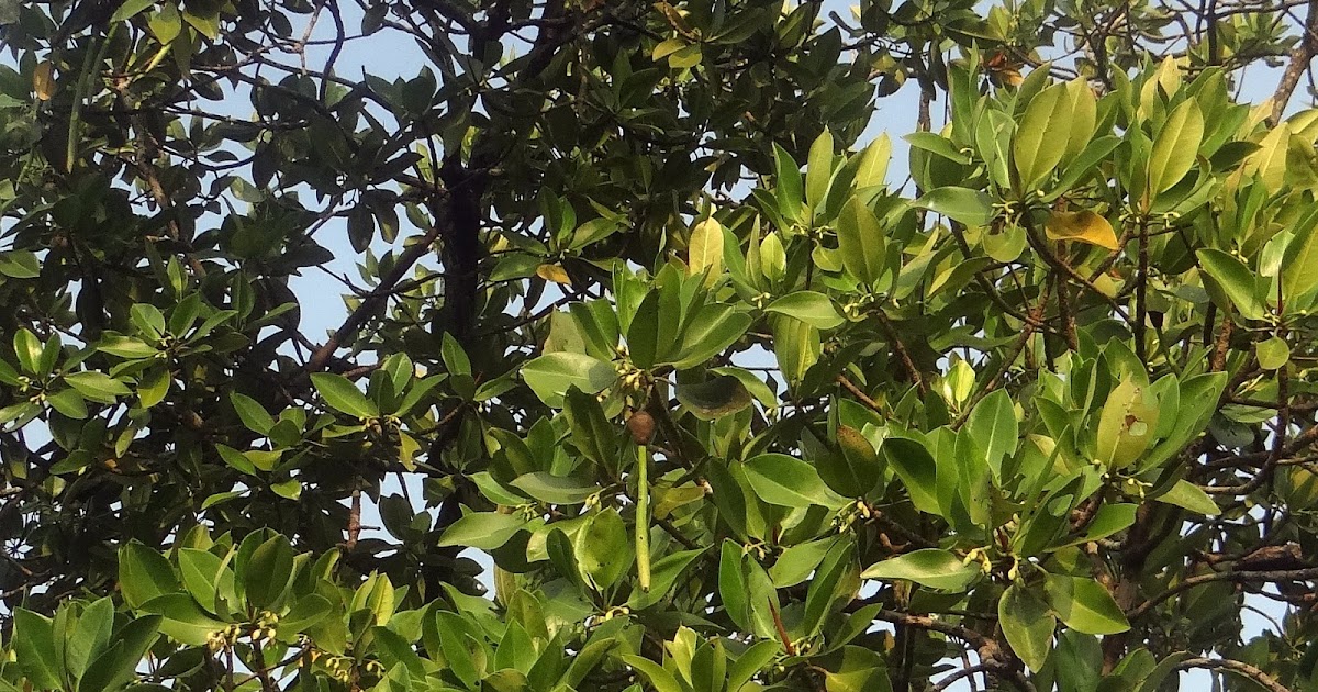 Garjan (Rhizophora Apiculata) Garjan (Rhizophora Apiculata)