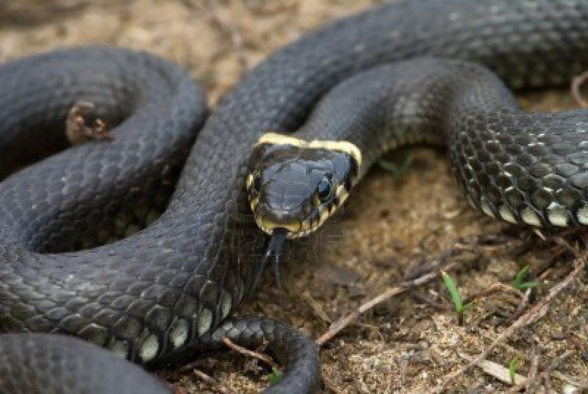 Serpent serpent