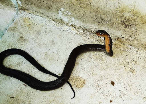 SPECIES OF SNAKES FOUND IN ASSAM