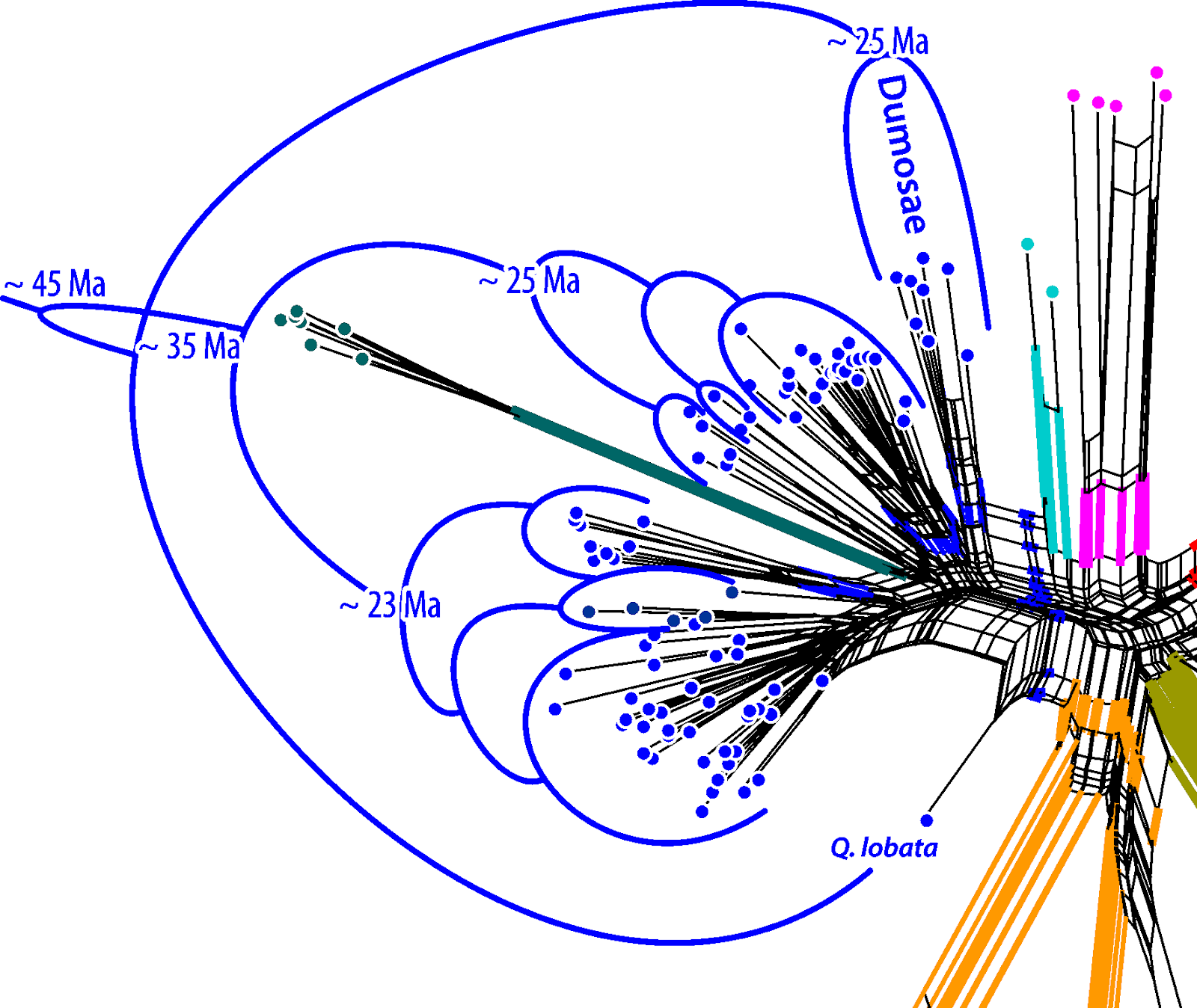 The Genealogical World of Phylogenetic Networks: Next-generation ...