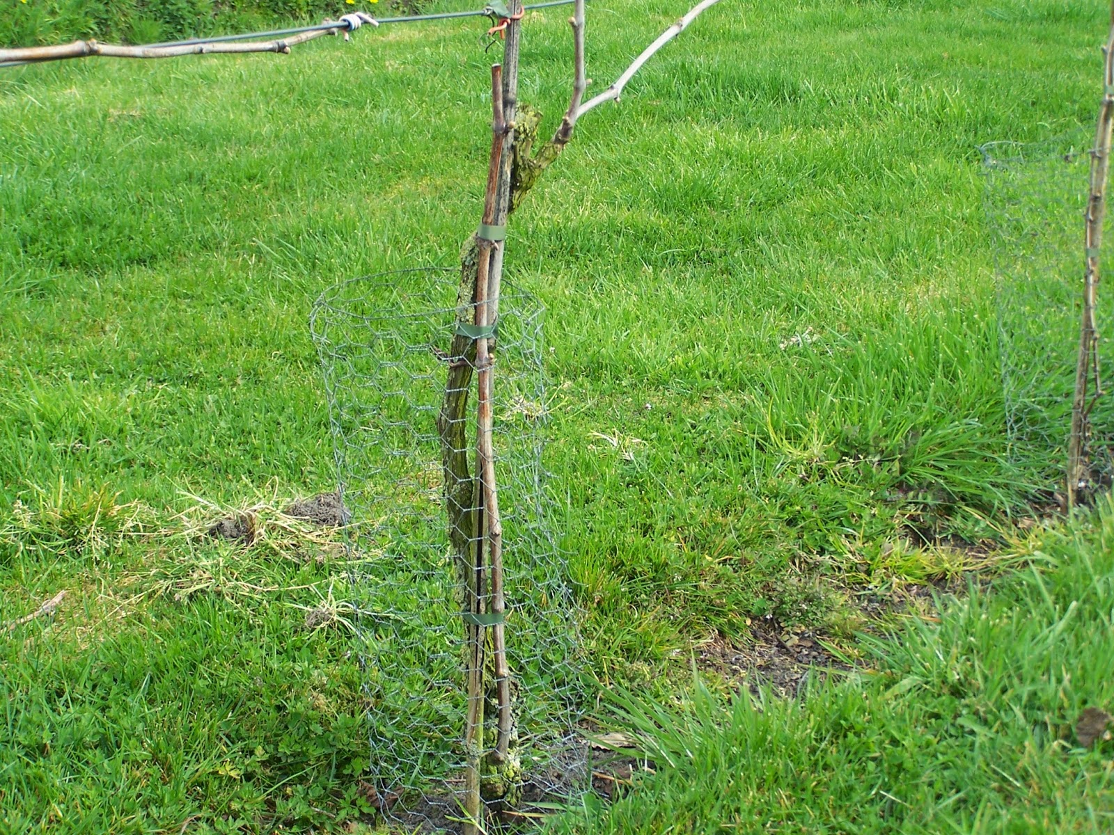Wijngaard de Vijfhoek: snoei en geleiding druivelaar