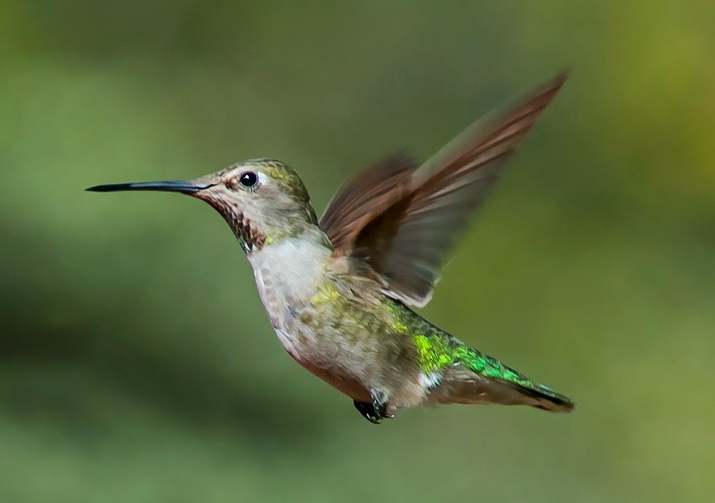 Zsuzsa's Photo Journal: Lotus