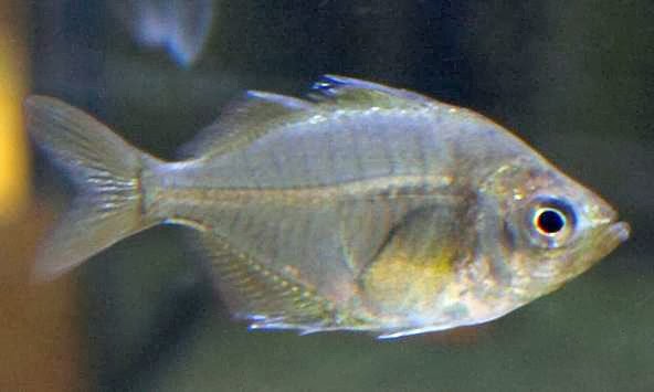 INDONESIAN FRESHWATER FISH COMMUNITY - IFFC: 49 Species of Family ...