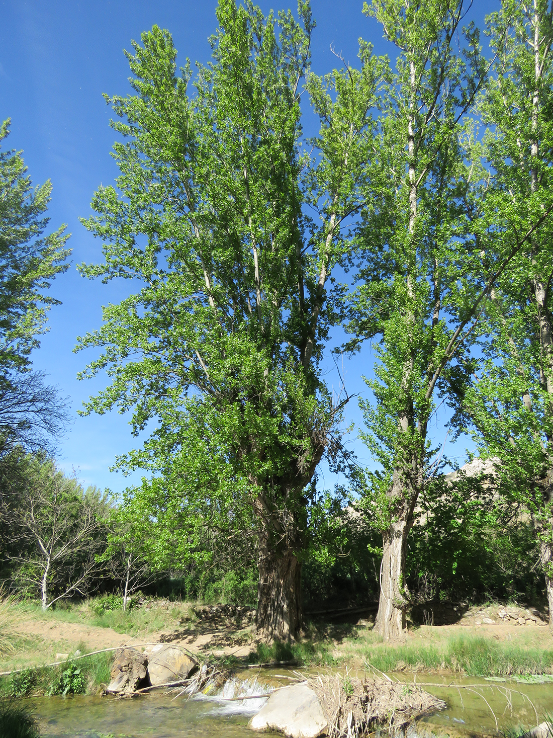 Á R B O L E S (T R E E S) y P A L M E R A S (P A L M S): Populus nigra ...