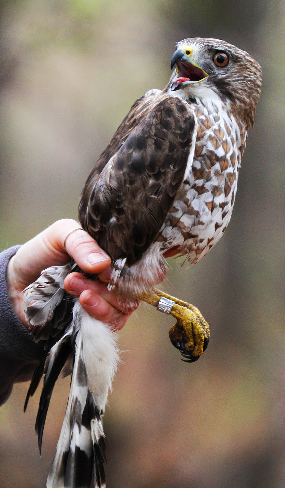All of Nature: Broadwinged Hawk Banded At Springbrook Nature Center