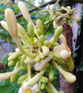 Khasiat Bunga Pepaya Yang Perlu Diketahui? | SeputarPertanian.Com