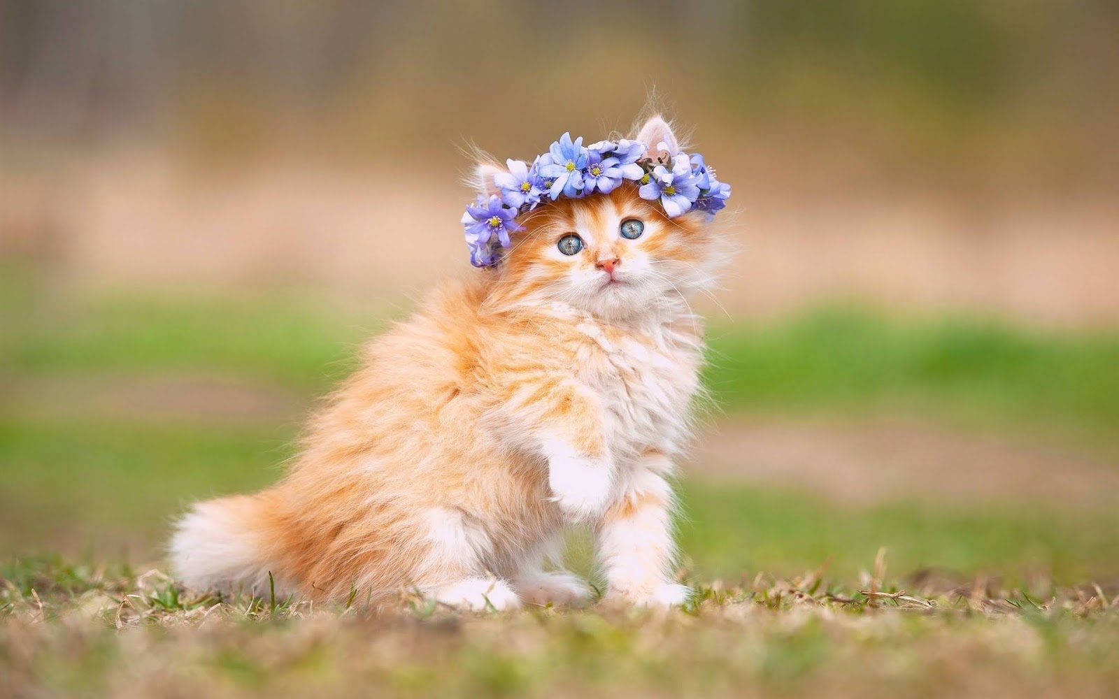 Cute Cat Wallpaper HD + For Android And Desktop