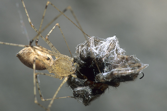 Spitting spider | The Life of Animals