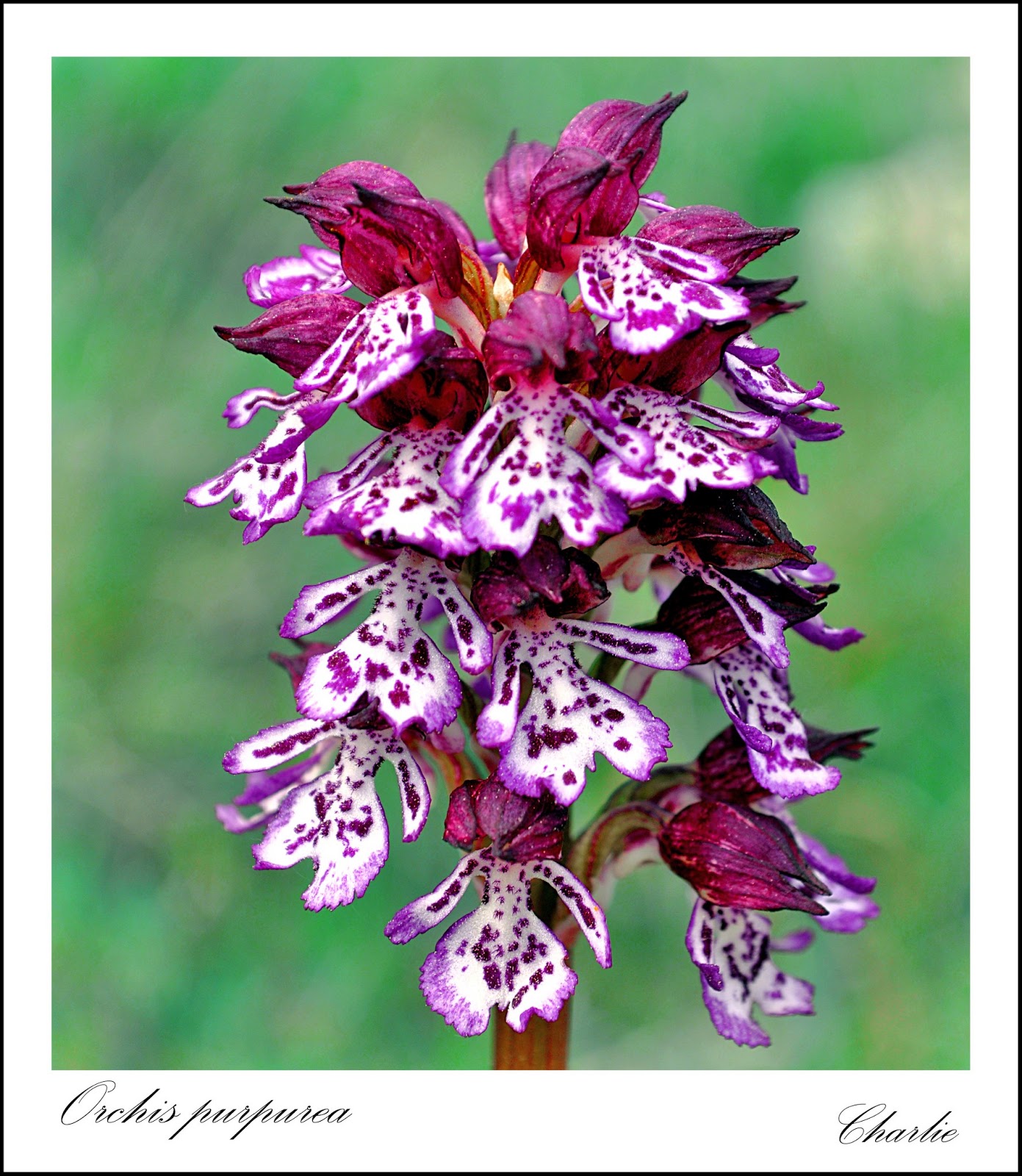 BUSCANDO ORQUIDEAS SILVESTRES: ORCHIS PURPUREA u orquidea de la dama