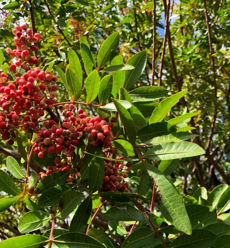 Divagar entre FLORES - ANIMAIS - NATUREZA: 🌹 Aroeira-vermelha (Schinus ...