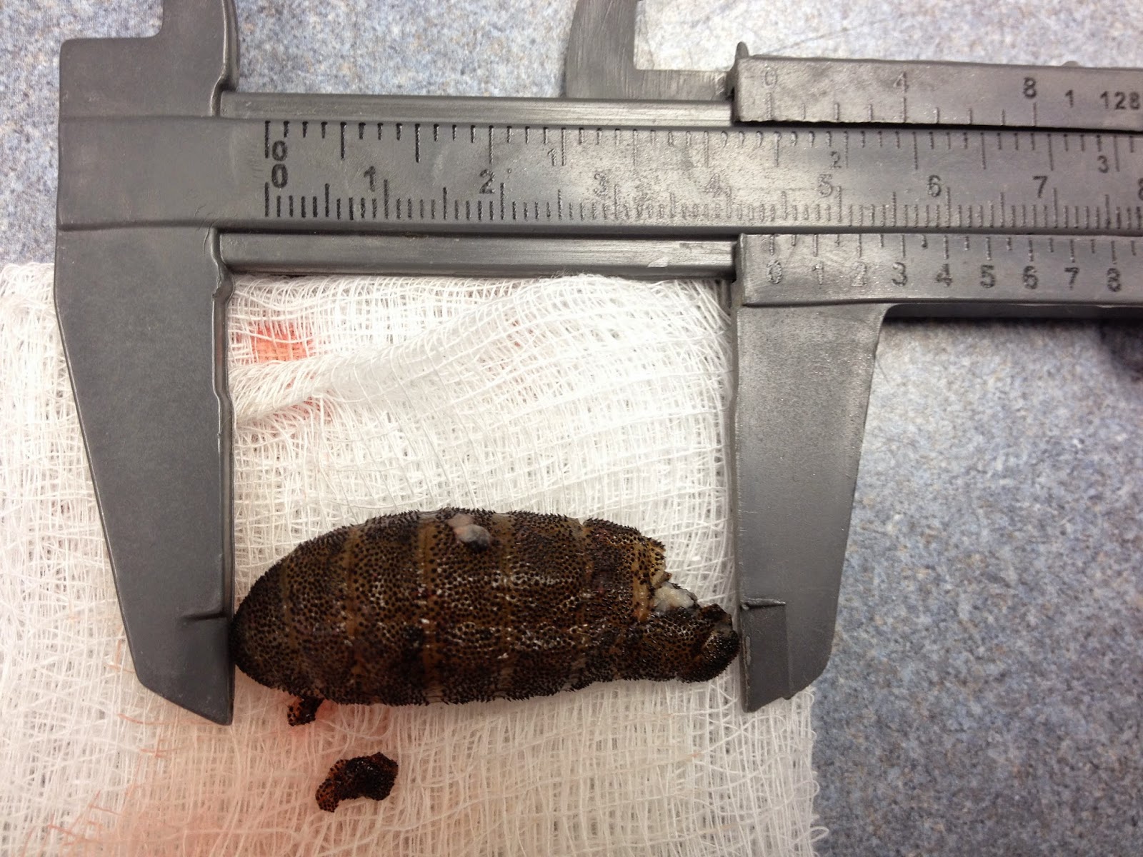 Exclusively Cats Veterinary Hospital Blog: Cuterebra infection: Not ...