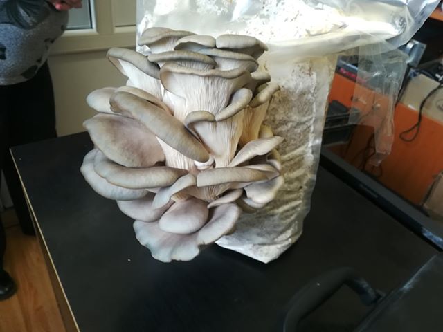 Arta Cultivarii Ciupercilor: Saculeti cu Compost gata pregatit pentru ...