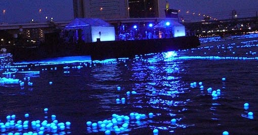 Firefly Squids in Toyama Bay, Japan | Holidayspots4u