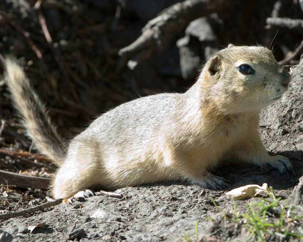 HQ Wallpapers: Tayra Wallpapers