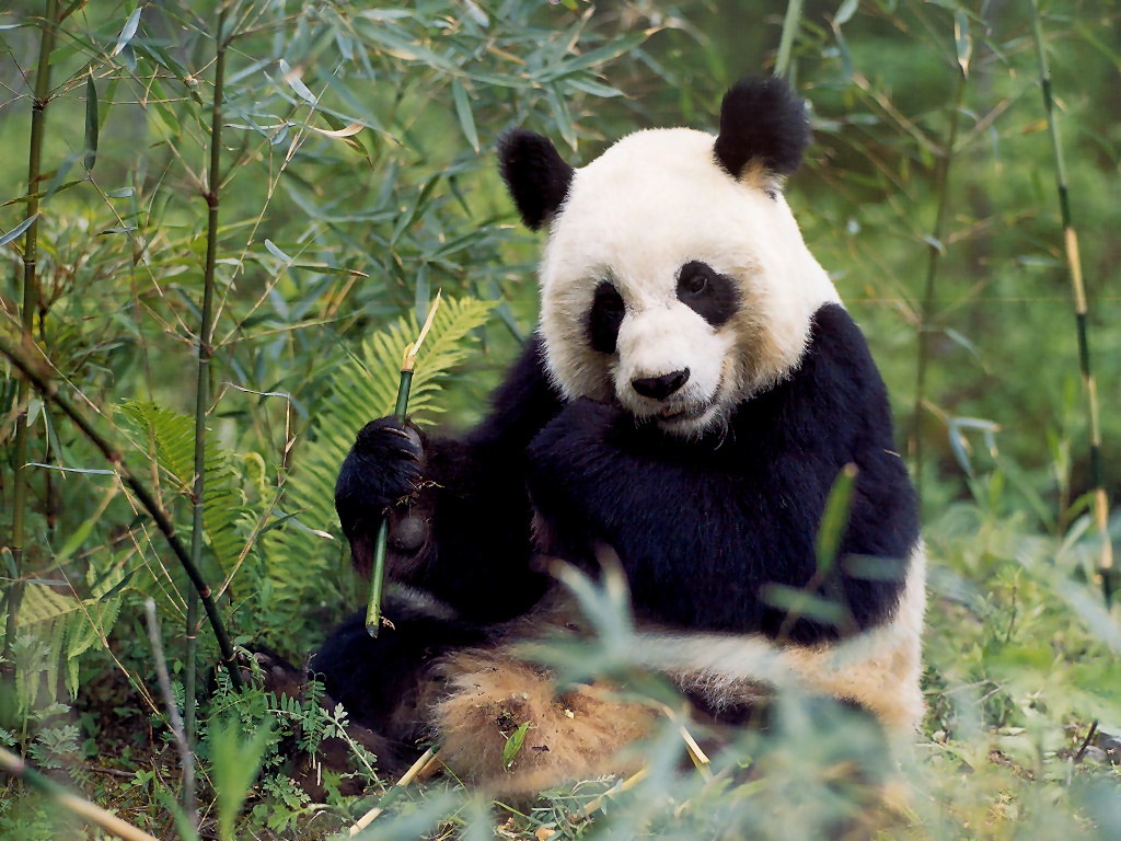 A View from the Beach: Is It Time to Let Go of the Panda?