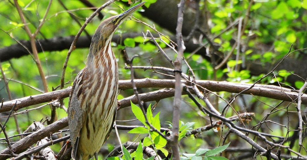 AMERICAN BITTERN