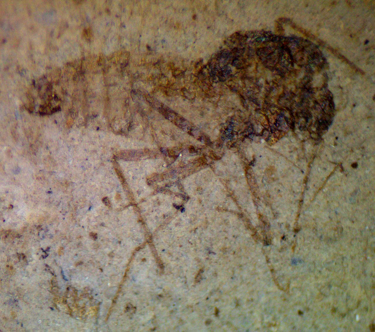 Louisville Fossils and Beyond: Diptera Fossil