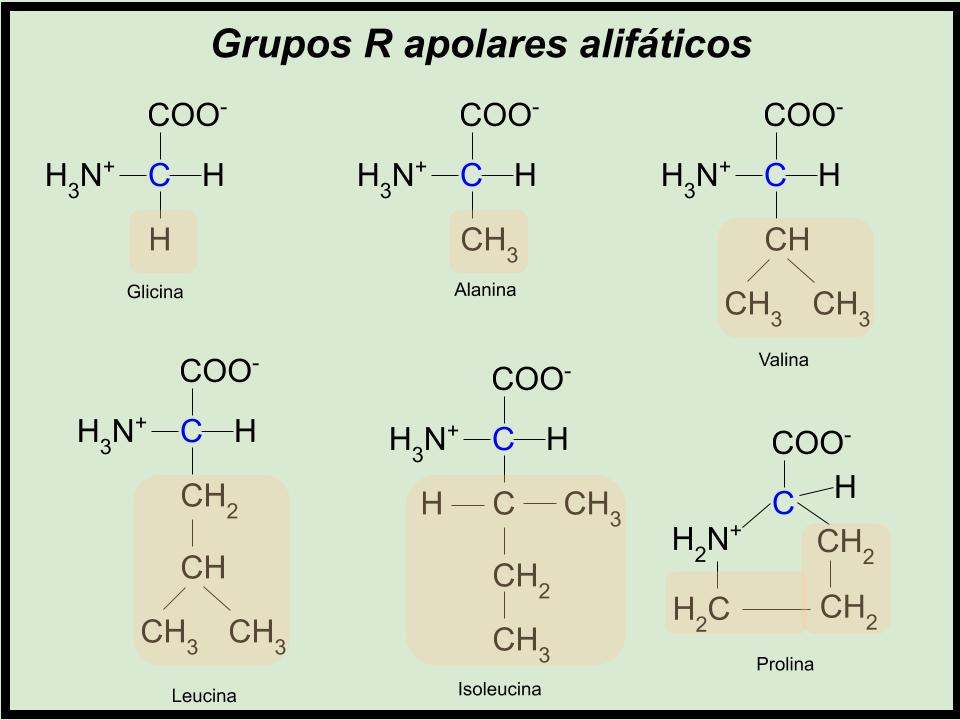 Química Sexto: Clasificación de los aminoácidos según el grupo R