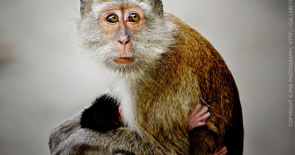 Gambar Monyet Dunia Binatang | TUTORIAL GAMBAR TEKNIK