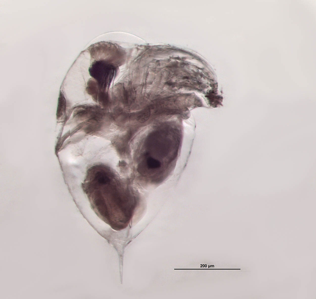 Laboratorio de Plancton: El plancton