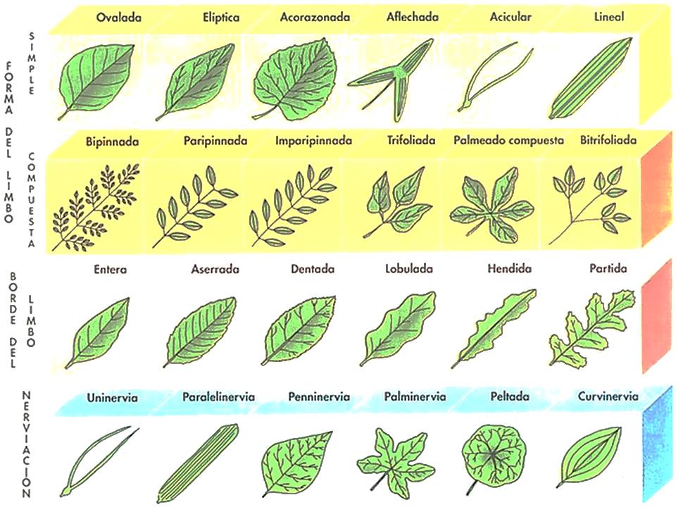 Biología didáctica: NSC 1° - Clasificación de las Hojas
