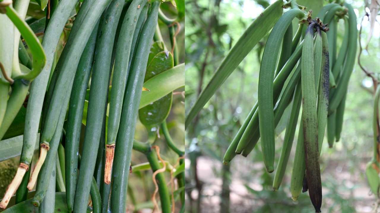 The Secrets To ORCHID FLOWERS OR SEED PODS