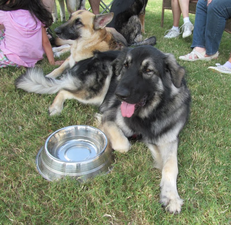 Sparta ISSA Shiloh Shepherds