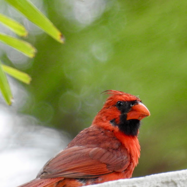 Wildewood Wonders: Northern Cardinal Fledglings in the Butterfly Garden