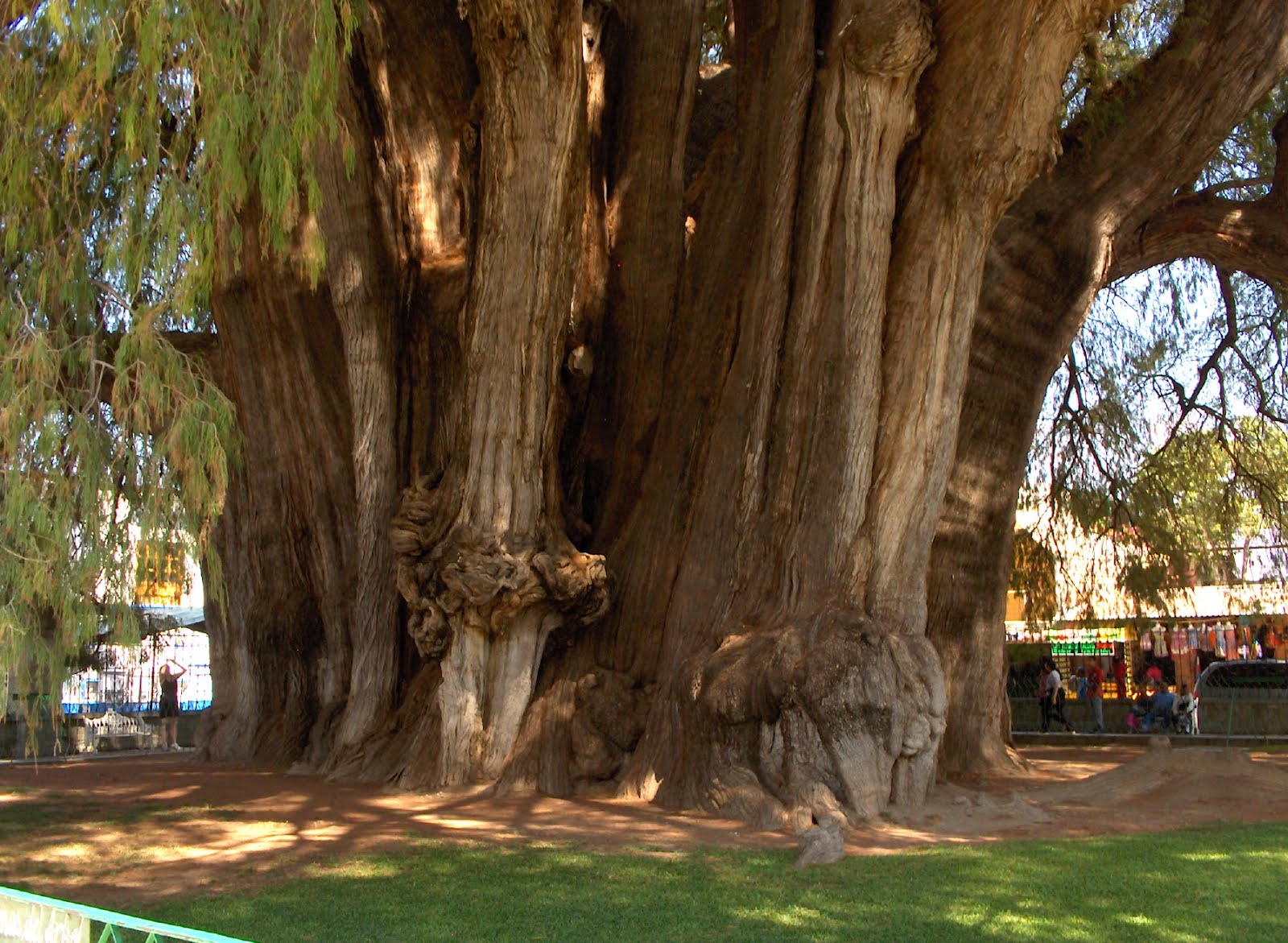 joypix: The world's widest tree