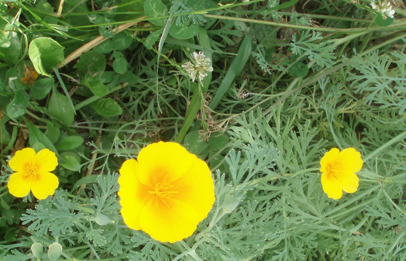 Blogul Simonei: Flori de iulie. Poze