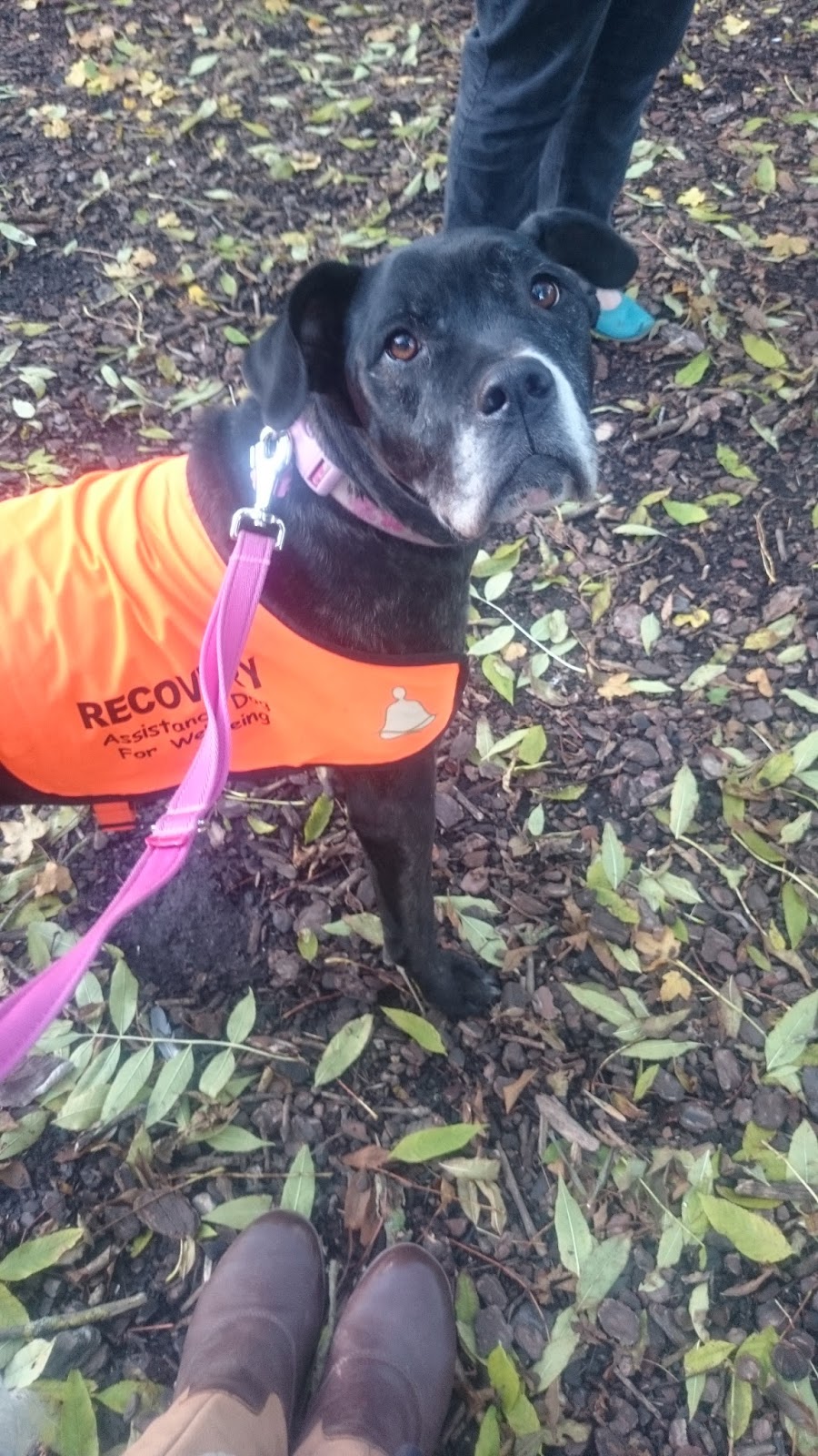 Tails from a Very Important Dog