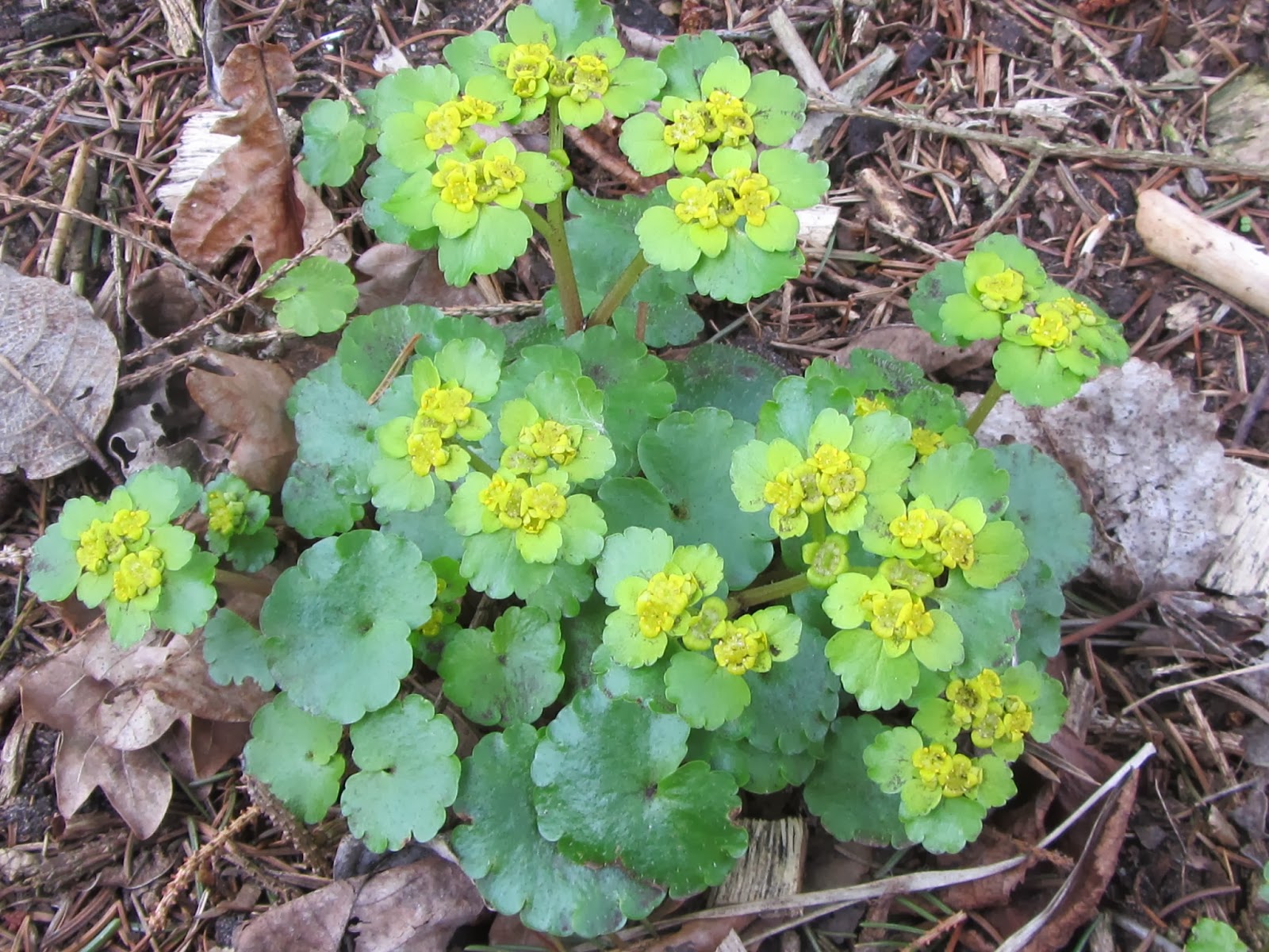 Jan Wilde een Tuin: CHRYSOSPLENIUM MACROPHYLLUM + CHRYSOSPLENIUM ...