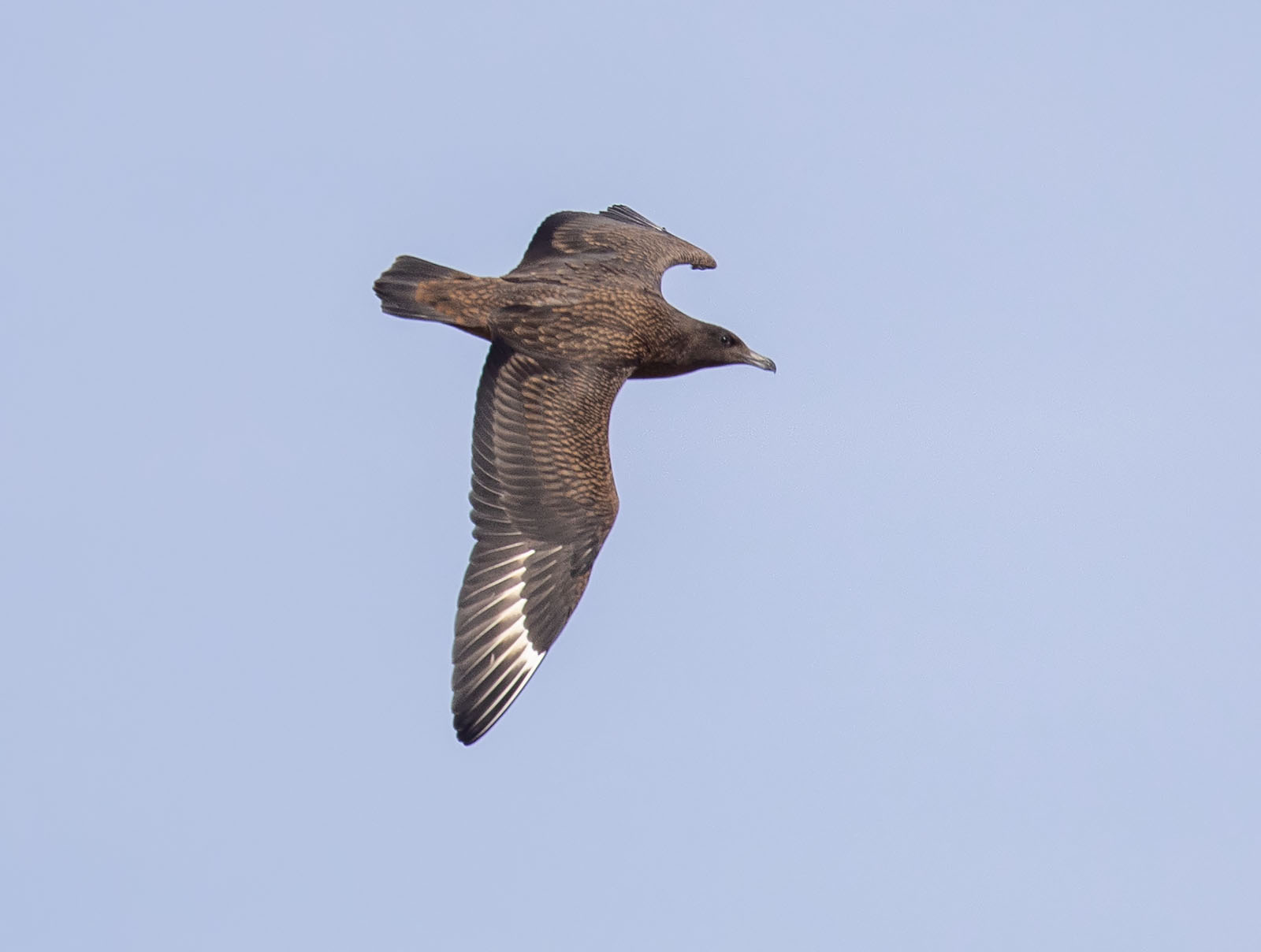 pewit: juvenile Bonxie / Great Skua